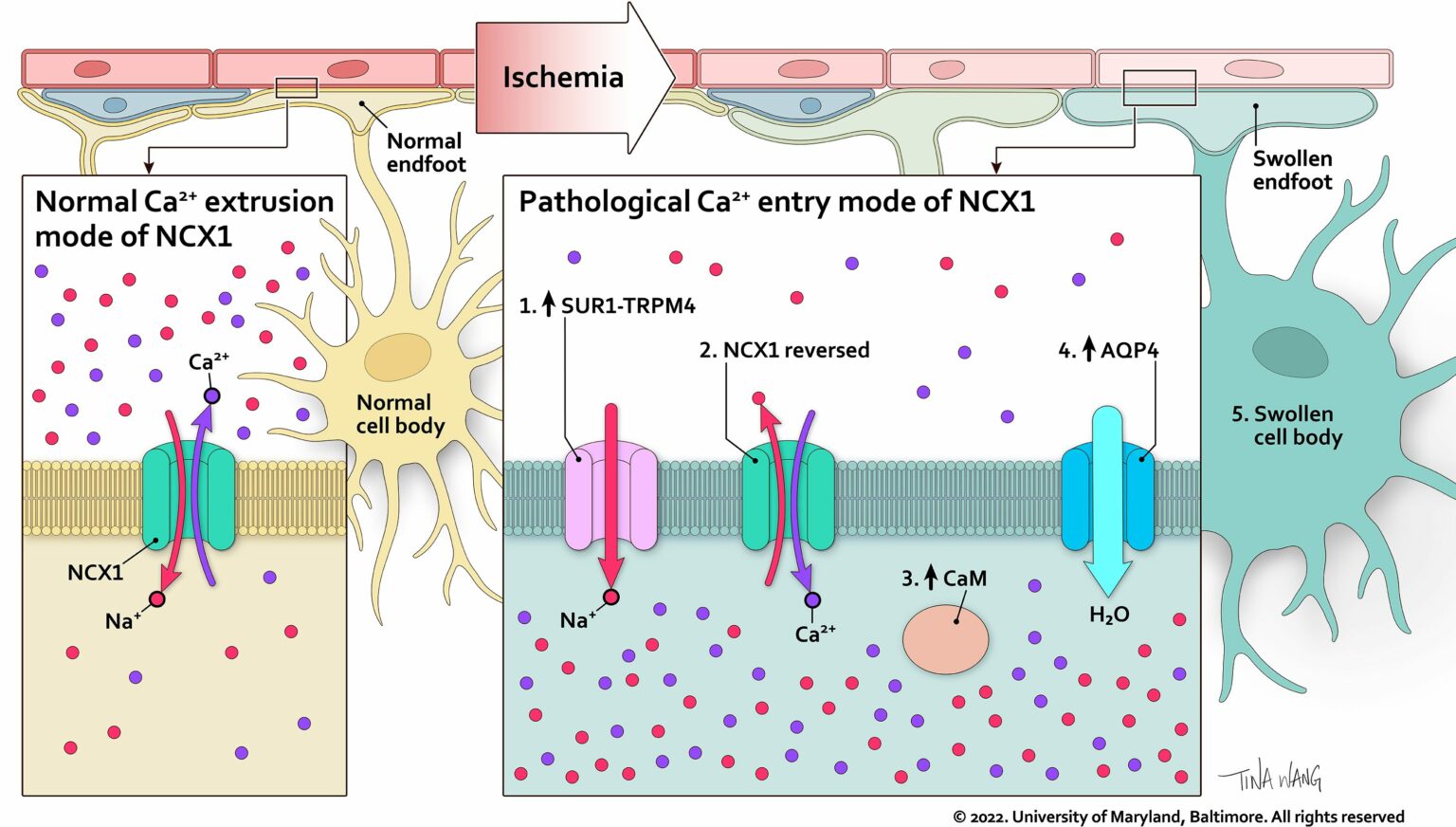 Simard Endowed Laboratory